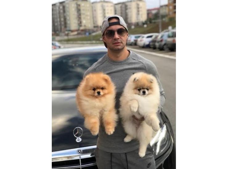 Pomeranac Boo medvedic