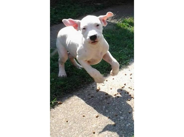 Dogo Argentino, štenci
