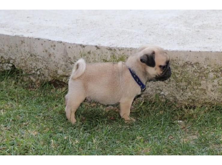 Mops, štenci