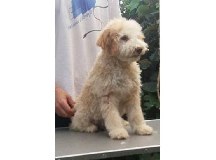 Lagotto Romagnolo, musko stene