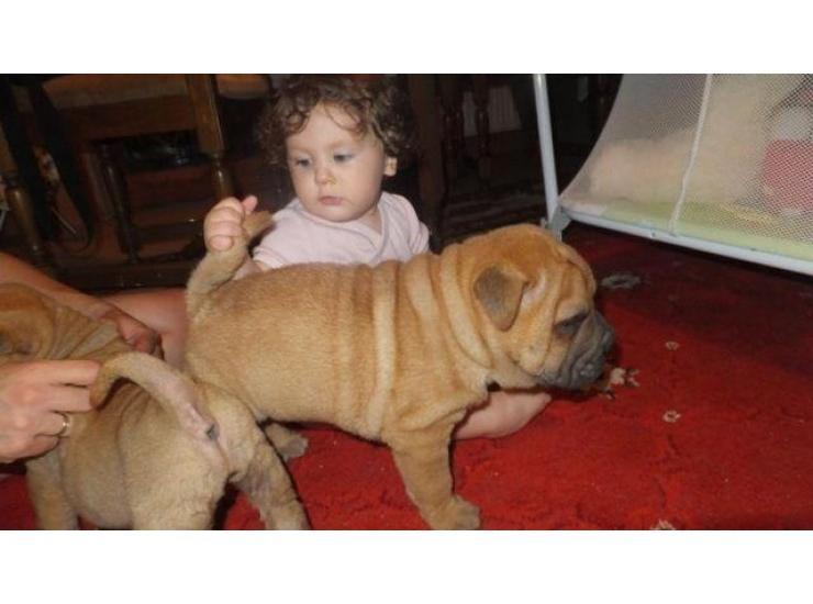 Šar pej (Shar pei) štenci