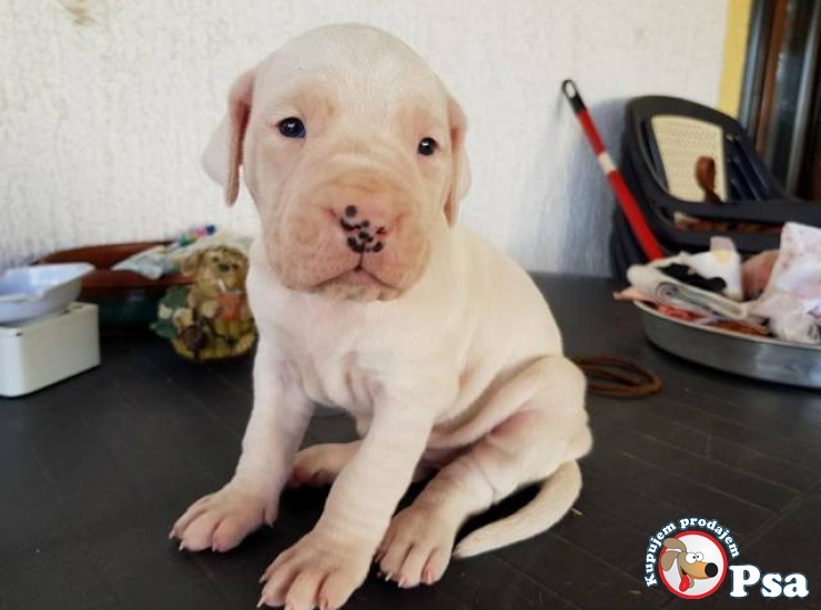 Dogo Argentino, stenci