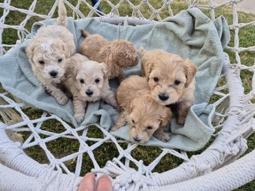 Maltipoo štenci