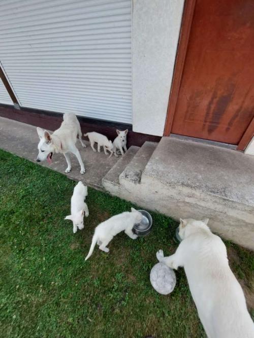 Beli švajcarski ovčar, štenci vrhunskog porekla