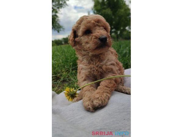 Patuljasta pudla