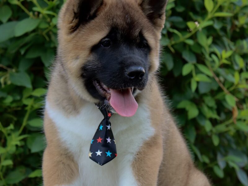 Americka Akita stenci