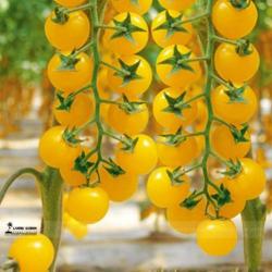 Paradajz Snowberry Yellow Cherry (25 semenki)