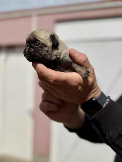 Mops prelepo žensko štene Srbija