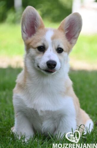 Velski korgi/Welsh Corgi Pembroke