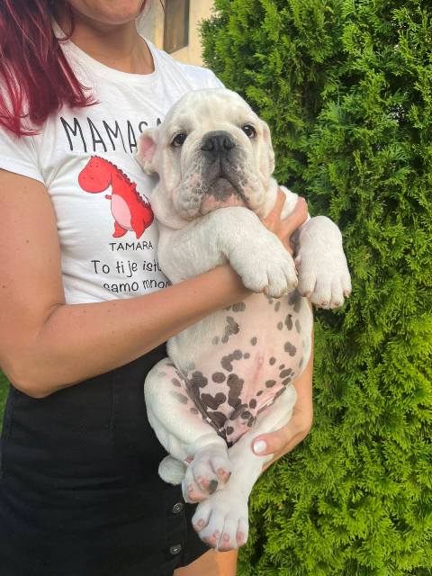 Engleski buldog, muško štene