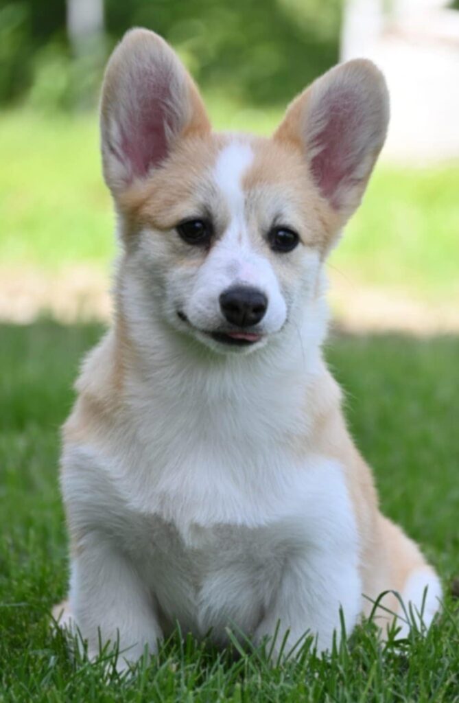 Velski korgi/Welsh Corgi Pembroke