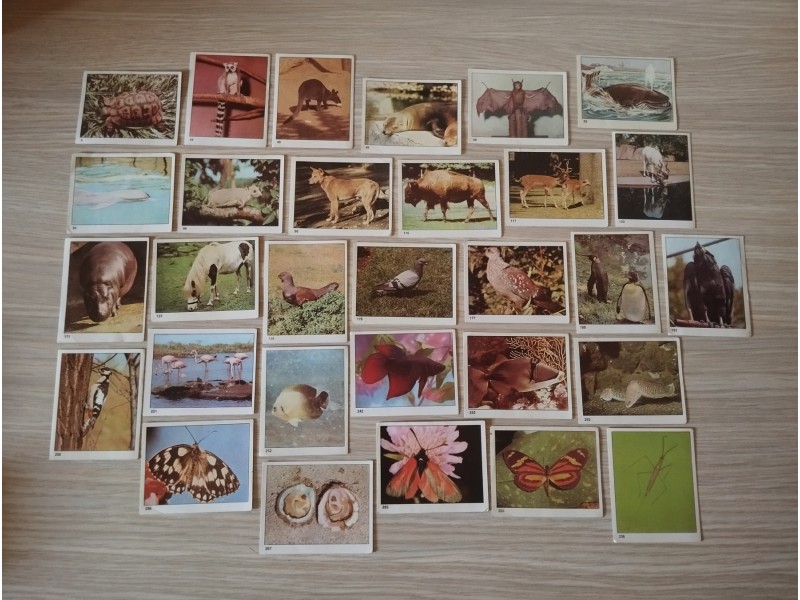 Animals Panini - 30 Razlicitih zivih slicica