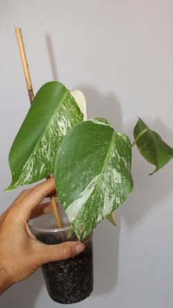 Monstera Deliciosa ALBO