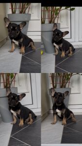 Francuski Buldog black & tan musko stene