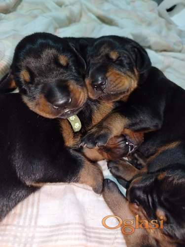 Doberman stenci