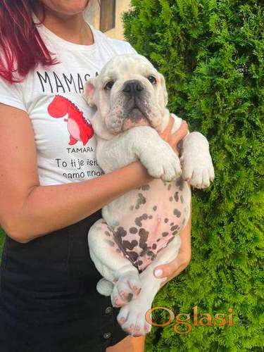 Engleski buldog, muško štene