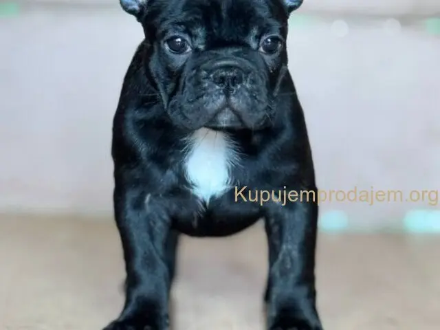 Francuski Buldog prelepi stenci