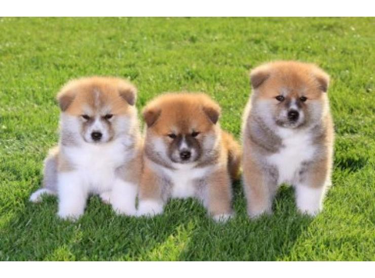 Akita inu