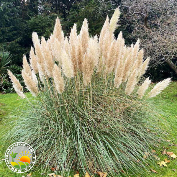 Pampas Trava
