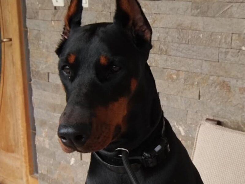 Doberman stenci