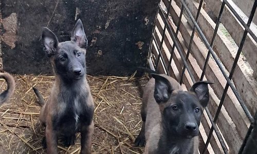 Belgijski ovčar Malinoa