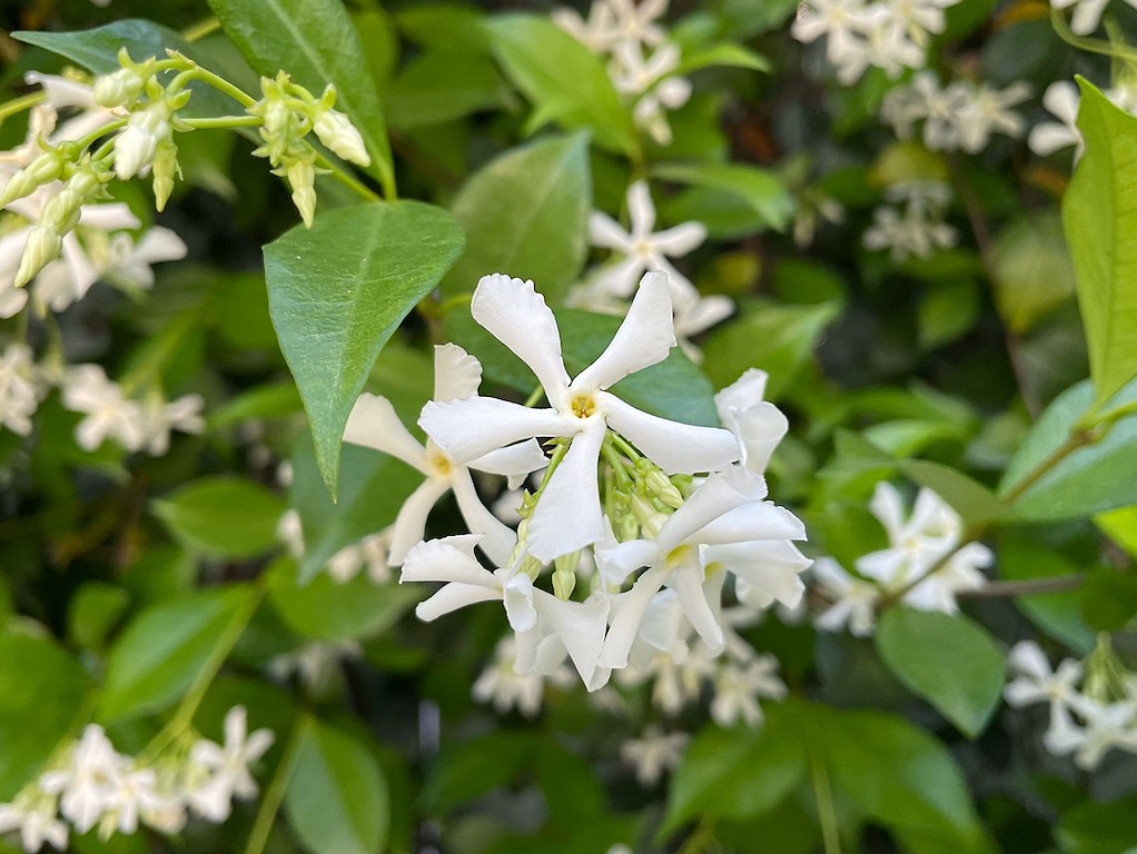 Rhinospermum jasminoides – Zimzeleni jasmin