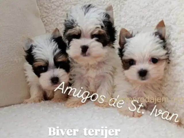 Biver terijer, biewer, jorksirski terijer, mini jorki