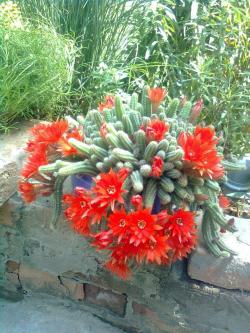 Chamaecereus Silvestrii