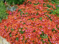 Delosperma fire spinner - ledeni cvet narandzast