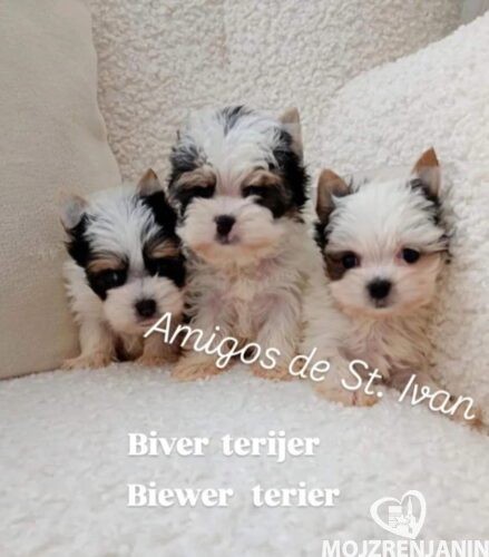 Biver terijer, biewer, jorksirski terijer, mini jorki