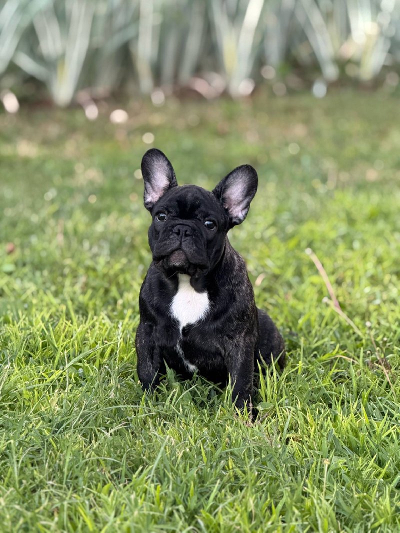Francuski Buldog VRHUNSKO muško štene