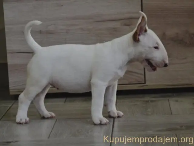 BULL TERRIJERI