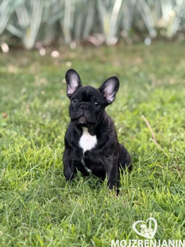 Francuski Buldog VRHUNSKO štene
