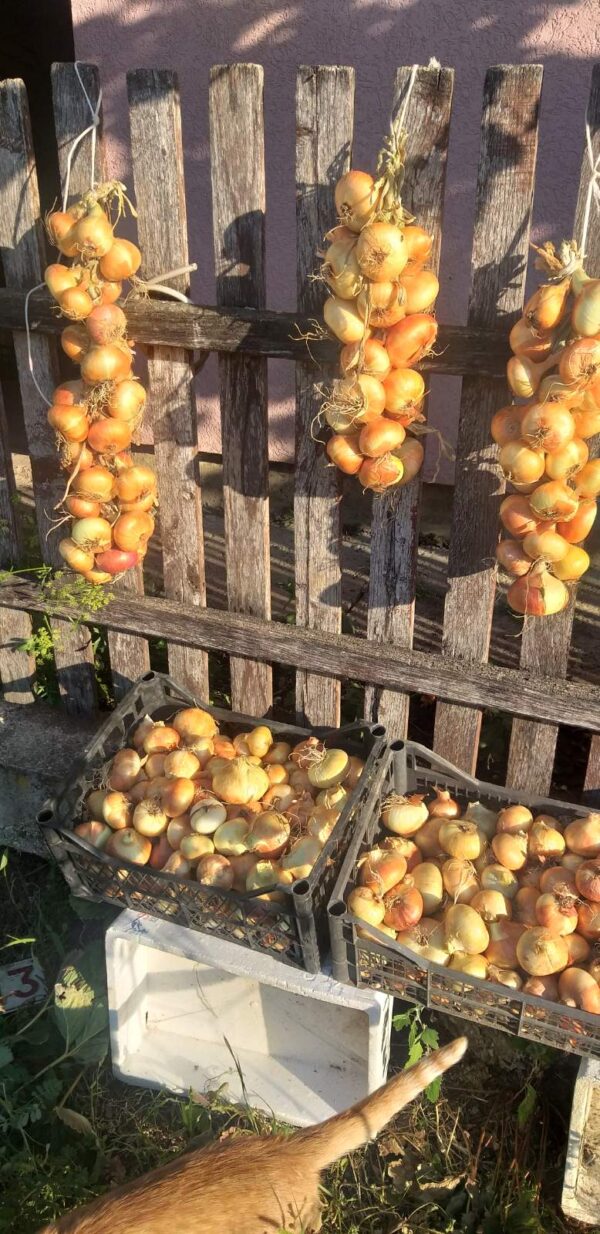 Crni luk, kolacar 1 kg., Zora Gavrilovic