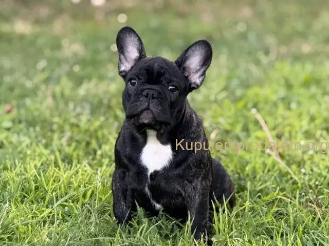 Francuski Buldog VRHUNSKO štene