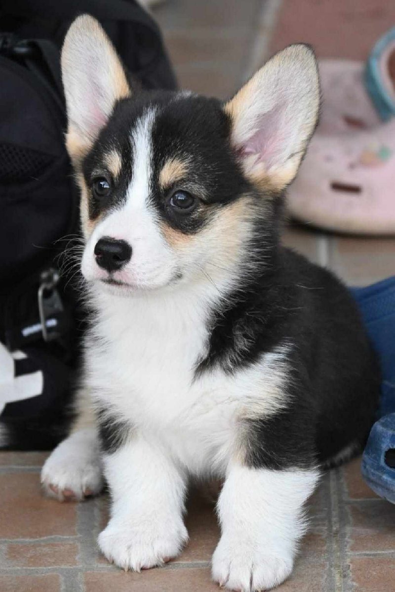 Velski korgi Welsh Corgi Pembroke
This site asks for consent to use your data
Manage your data
Confirm our vendors