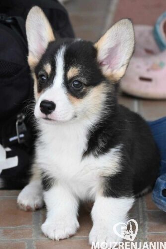 Velski korgi/Welsh Corgi Pembroke