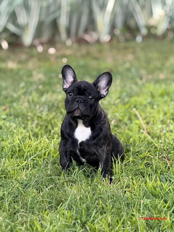 Francuski Buldog VRHUNSKO štene