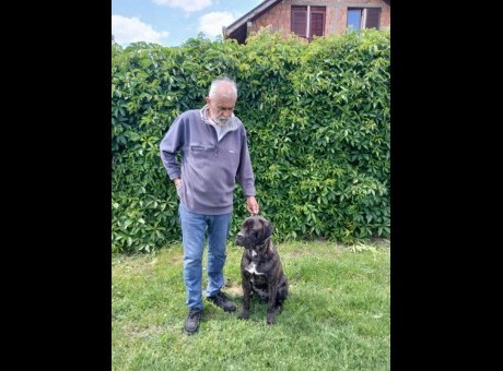 Cane Corso