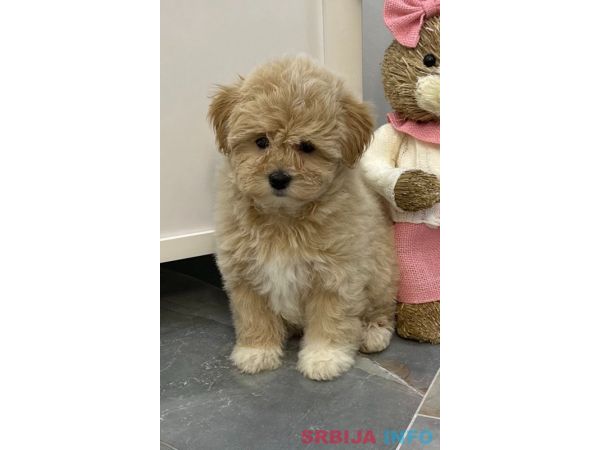 Maltipoo vrhunske genetike