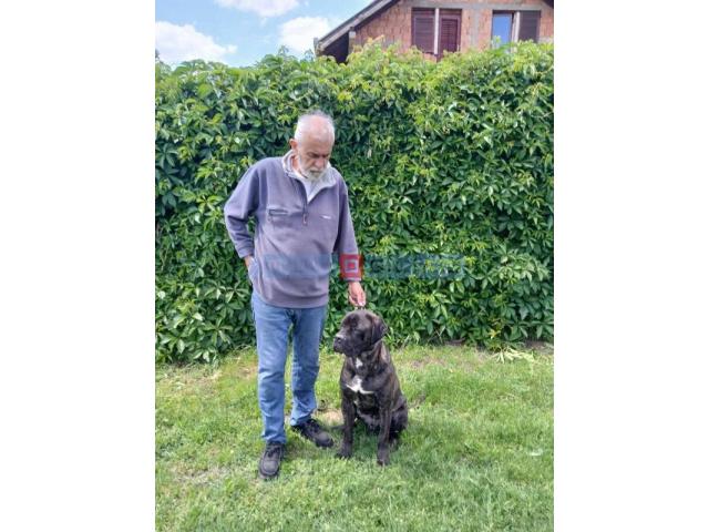 Cane Corso