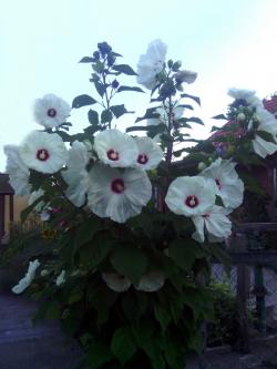 Hibiscus Disco Bele (starost 2,5 - 3 godine)