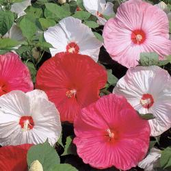 Hibiscus mix (BAŠTENSKI)-(starost 2,5 - 3 godine)