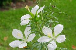 Hibiscus coccineus alba (starost 2,5 - 3 godine)