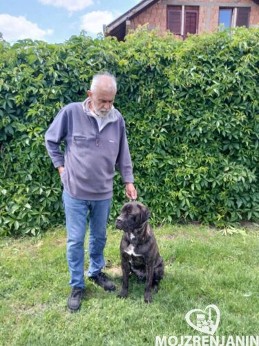 Cane Corso