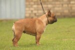 Francuski Bulldog Od Kuce Don