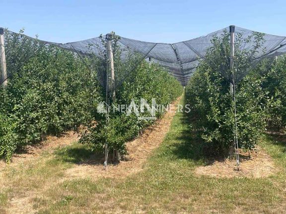 Surčin, Progar, voćnjak ID#21488