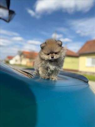 Pomeranac, pomeranci, TOP kvaliteta dostava