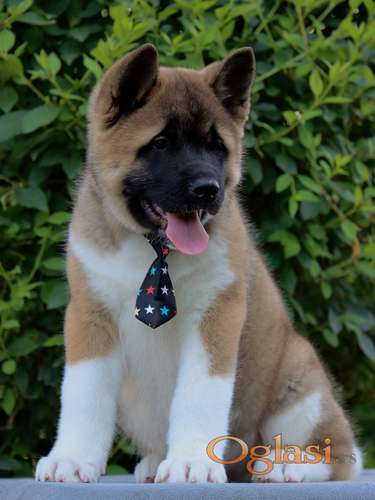 Americka Akita stenci
