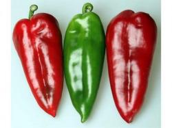 Paprika Kurtovska Kapija (200 semenki)